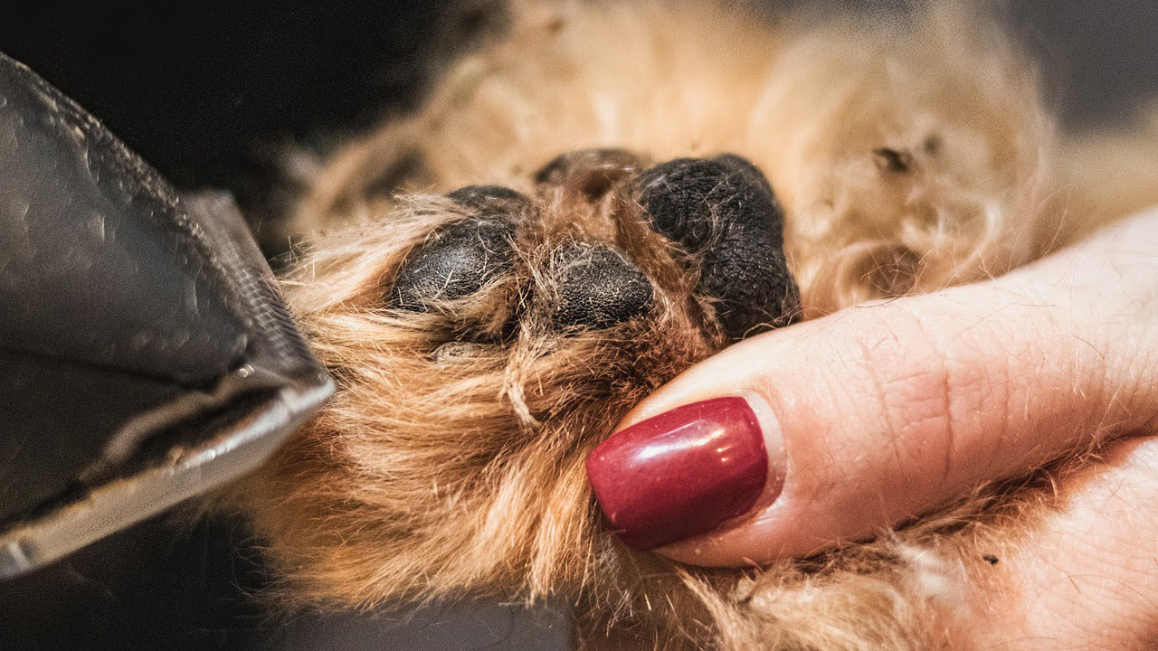 The art of pet pedicures – New Encounters.store