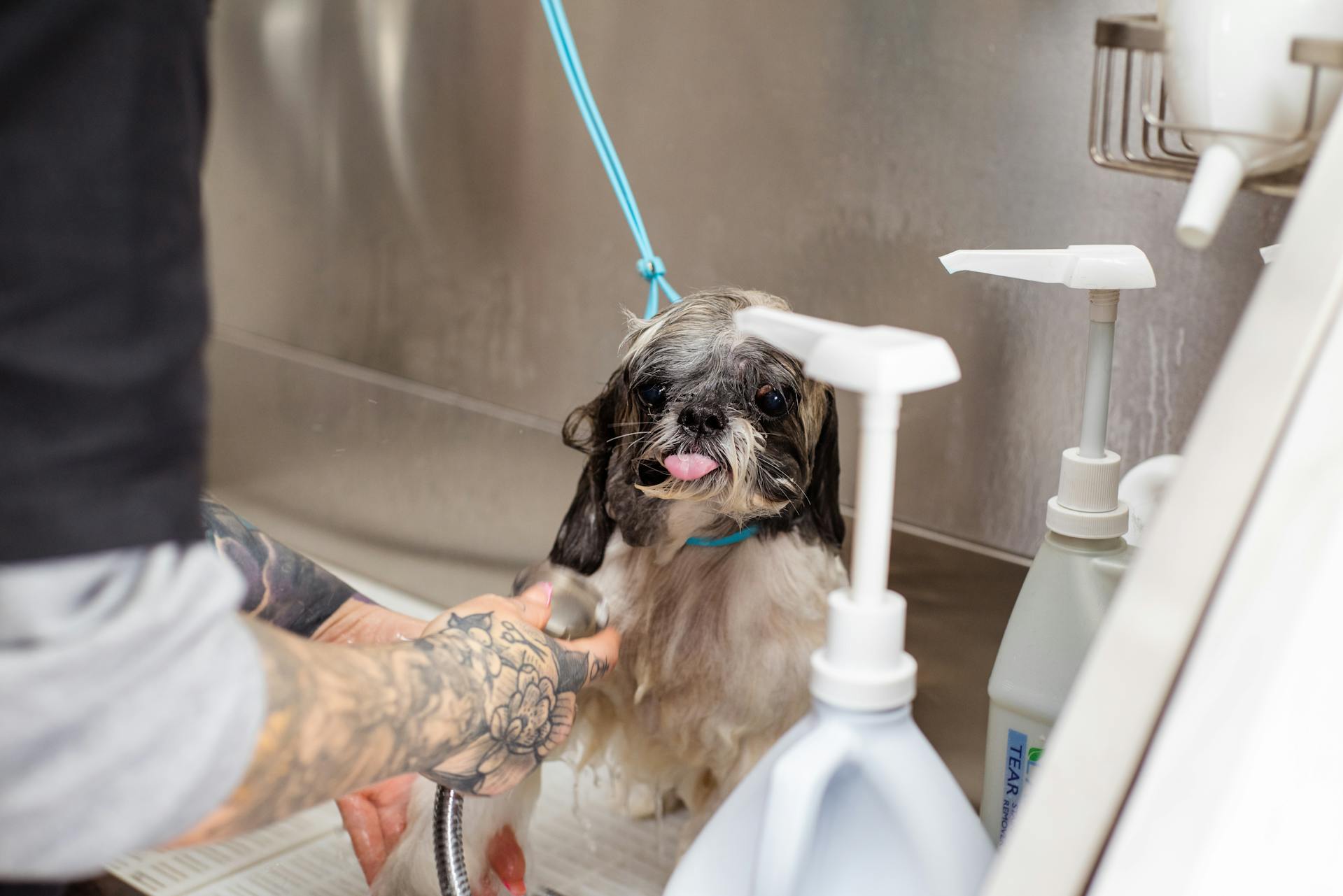 Unveiling the mysteries of at-home pet spa treatments – New Encounters ...