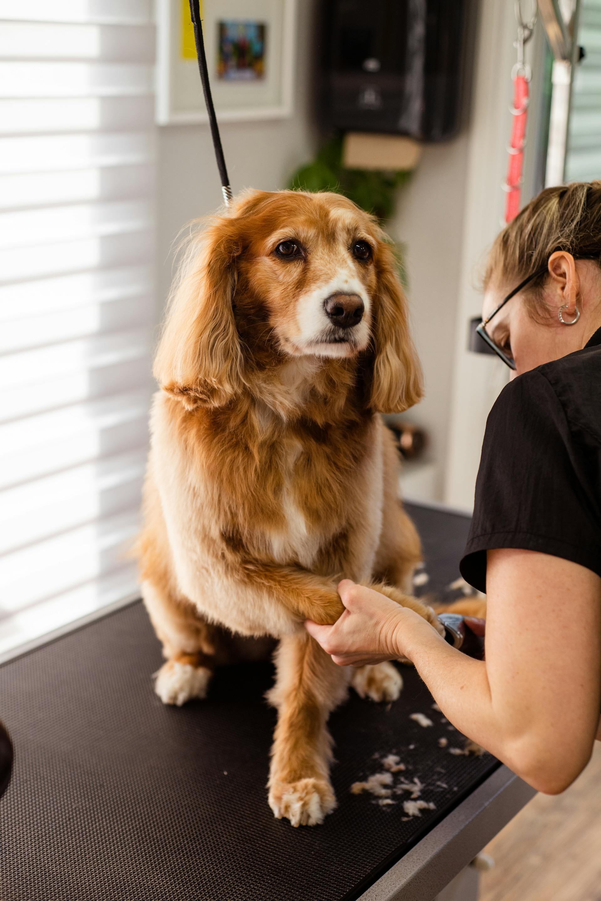 The magic touch: Elevating your pet's grooming experience – New Encounters.store